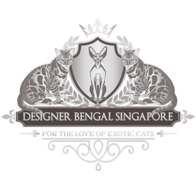 Koocester | Discover Our Portfolio & Find Curated Services