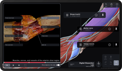 3D Anatomy Table and Digital Dissection Tables for Medical Virtual Interactive Training