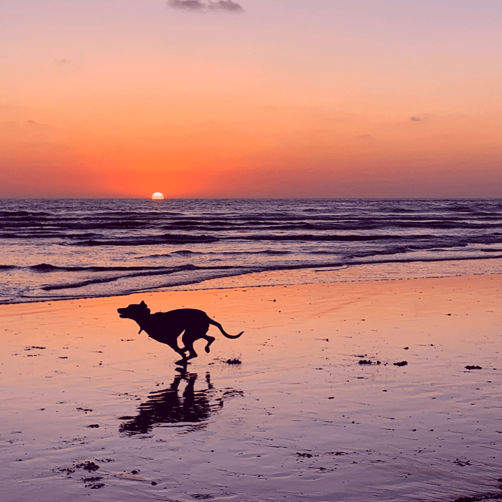 Torigen Pharmaceuticals | Veterinary Cancer Treatment