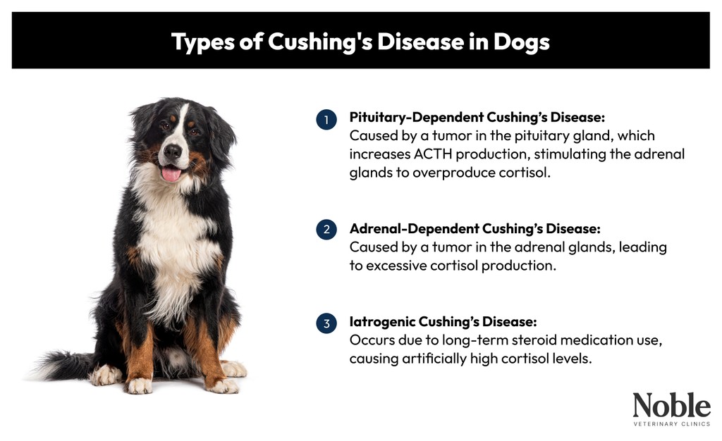 Cushing's Disease in Dogs: Types, Symptoms, and Treatment