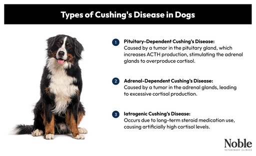 Cushing's Disease in Dogs: Types, Symptoms, and Treatment