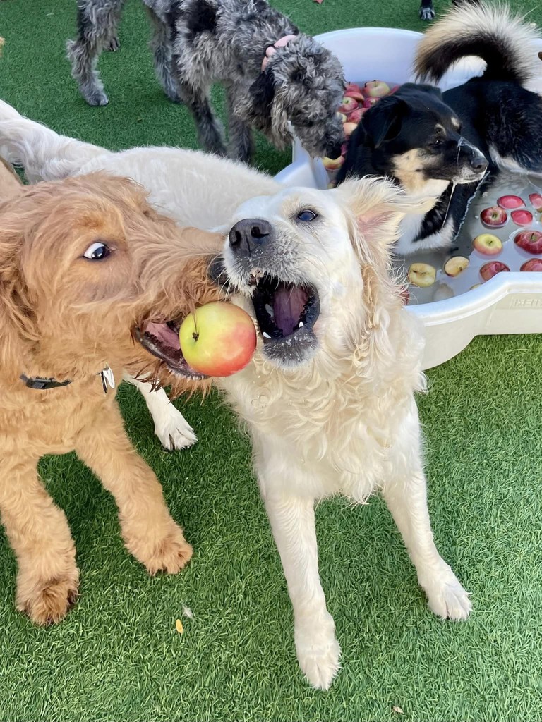 Dog Daycare - Cuddle Up Pup