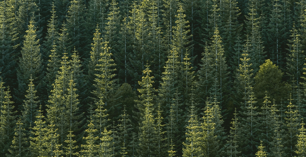 simplicity beyond complexity