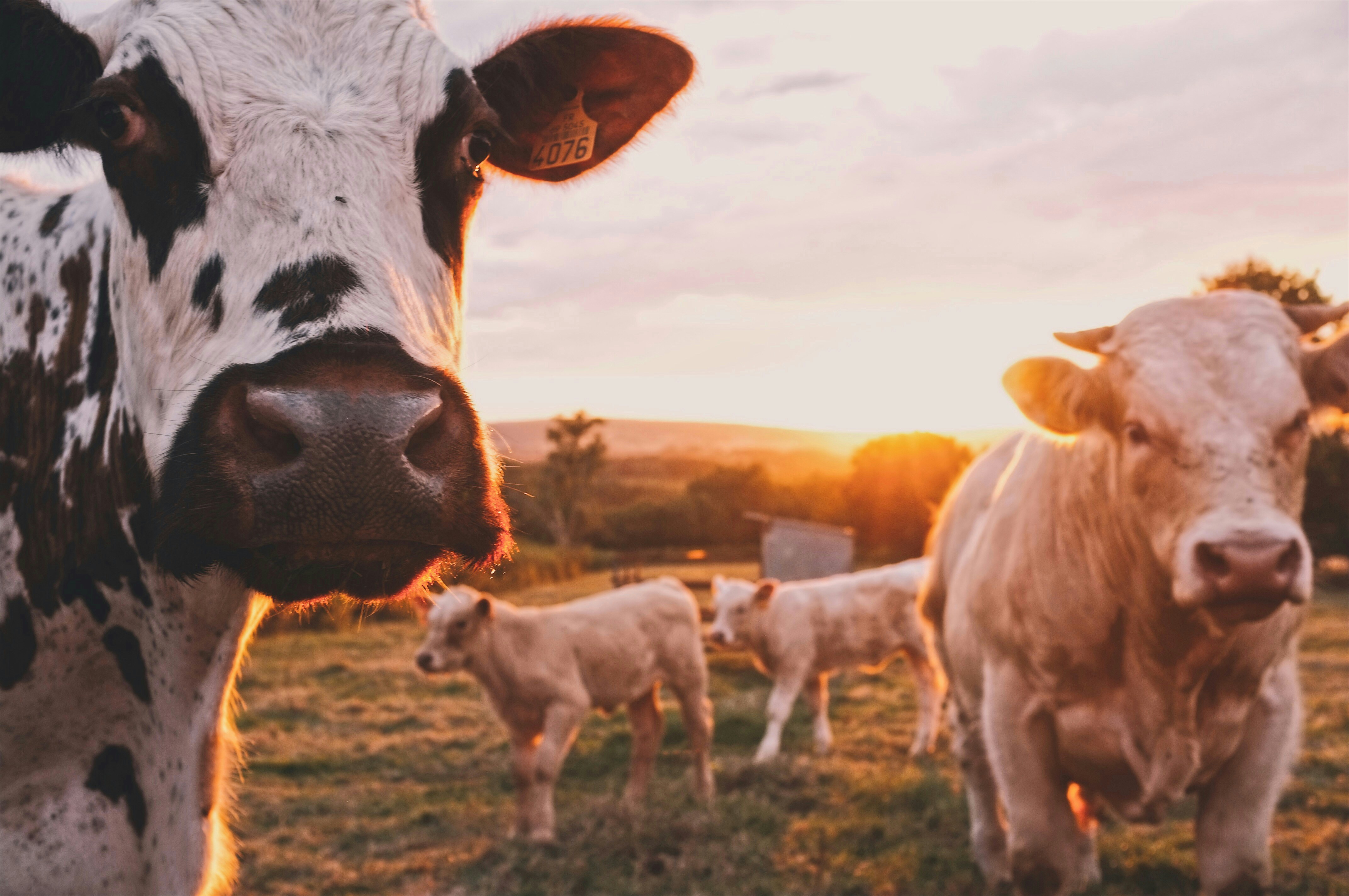 10 características de la vaca - High Especialized Pro Nutrition