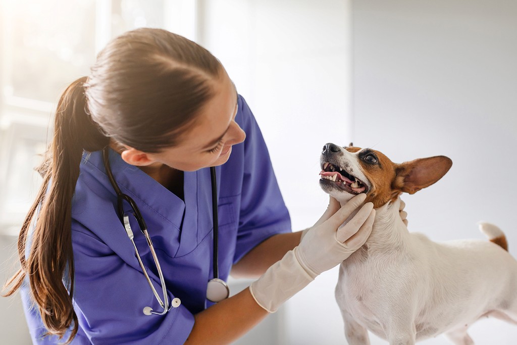 NanoVet | Smarter science, safer pets.