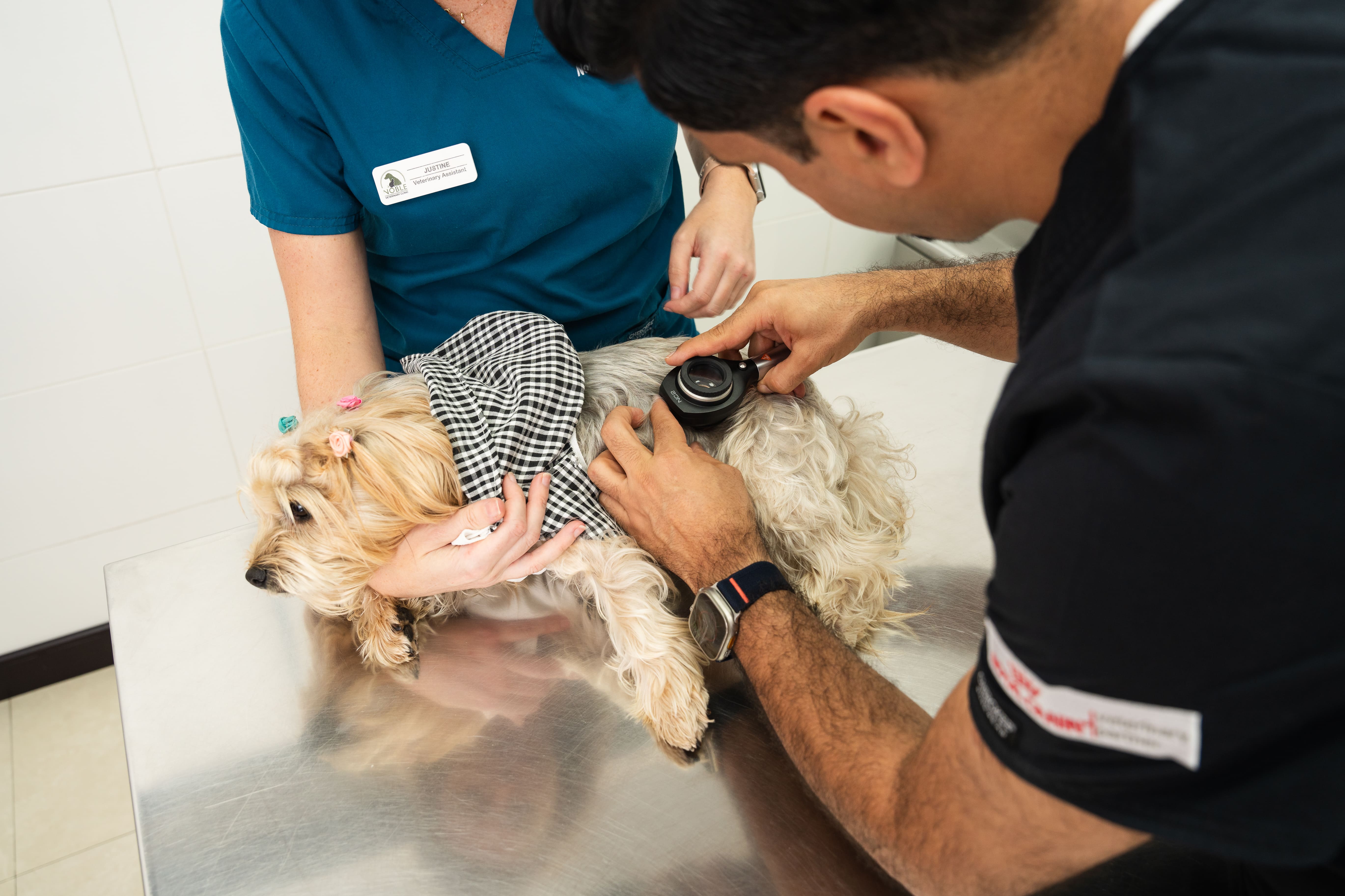 Ticks on Dogs: Types, Signs, and Treatment