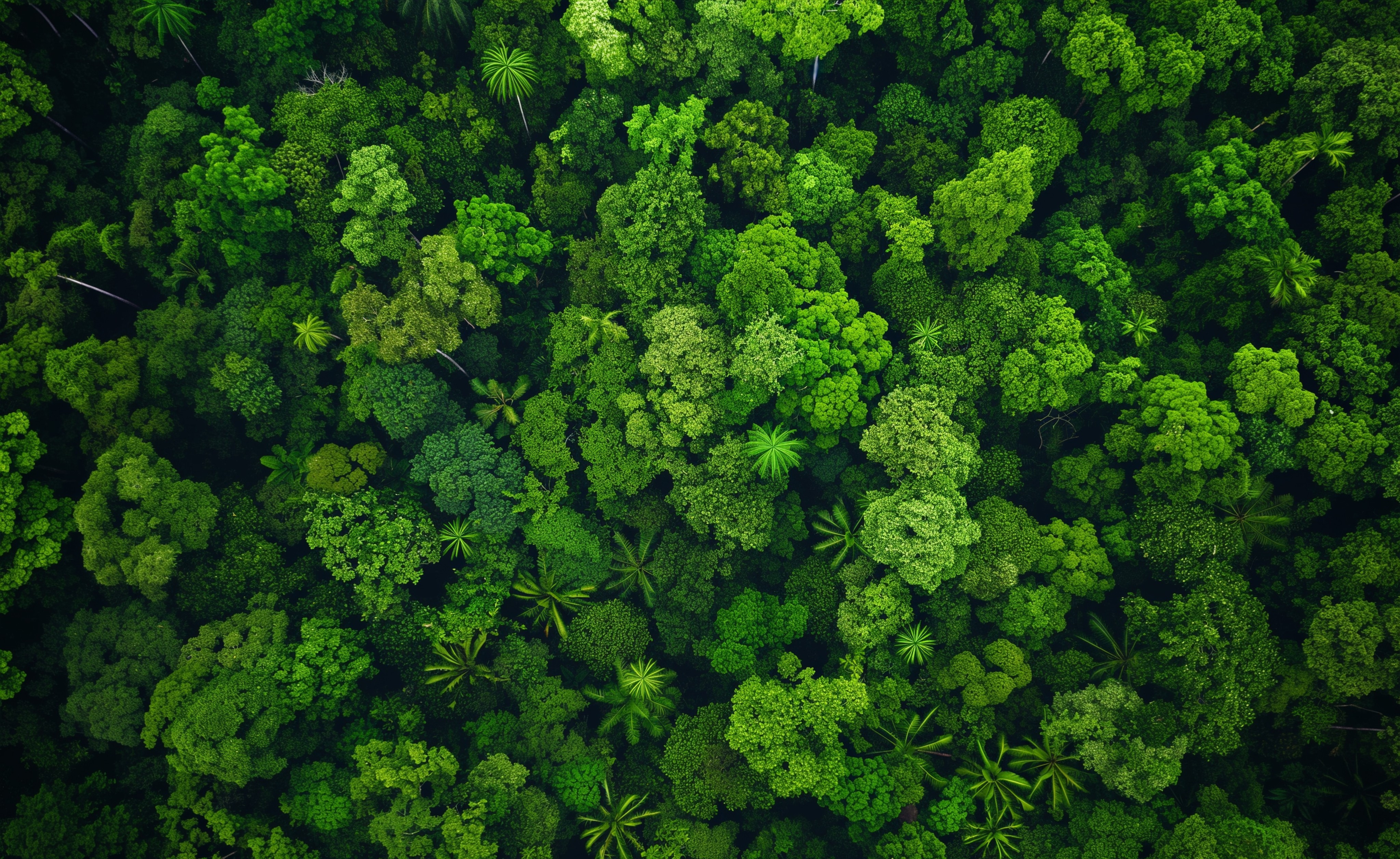 關於我們 | 雨林新零售 Rainforest Retail