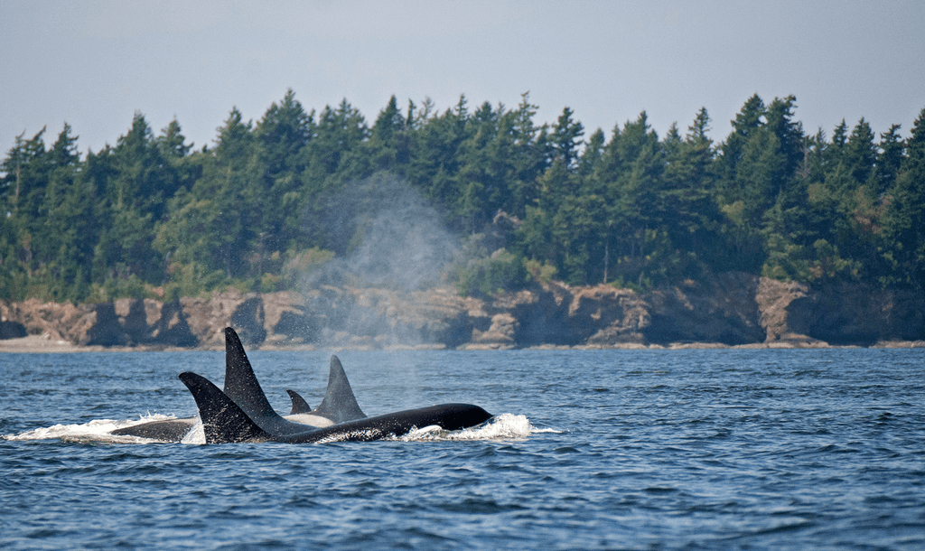 Sound Growth Partners ("SGP")