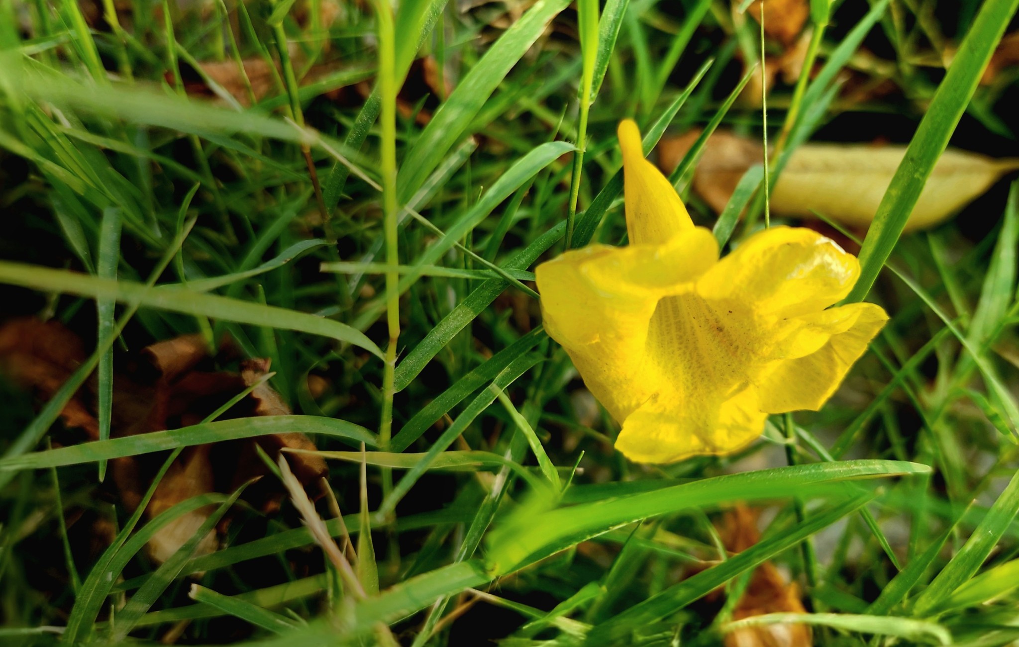 RaDe Creatives | Custom Poster Designs for Businesses and Creators