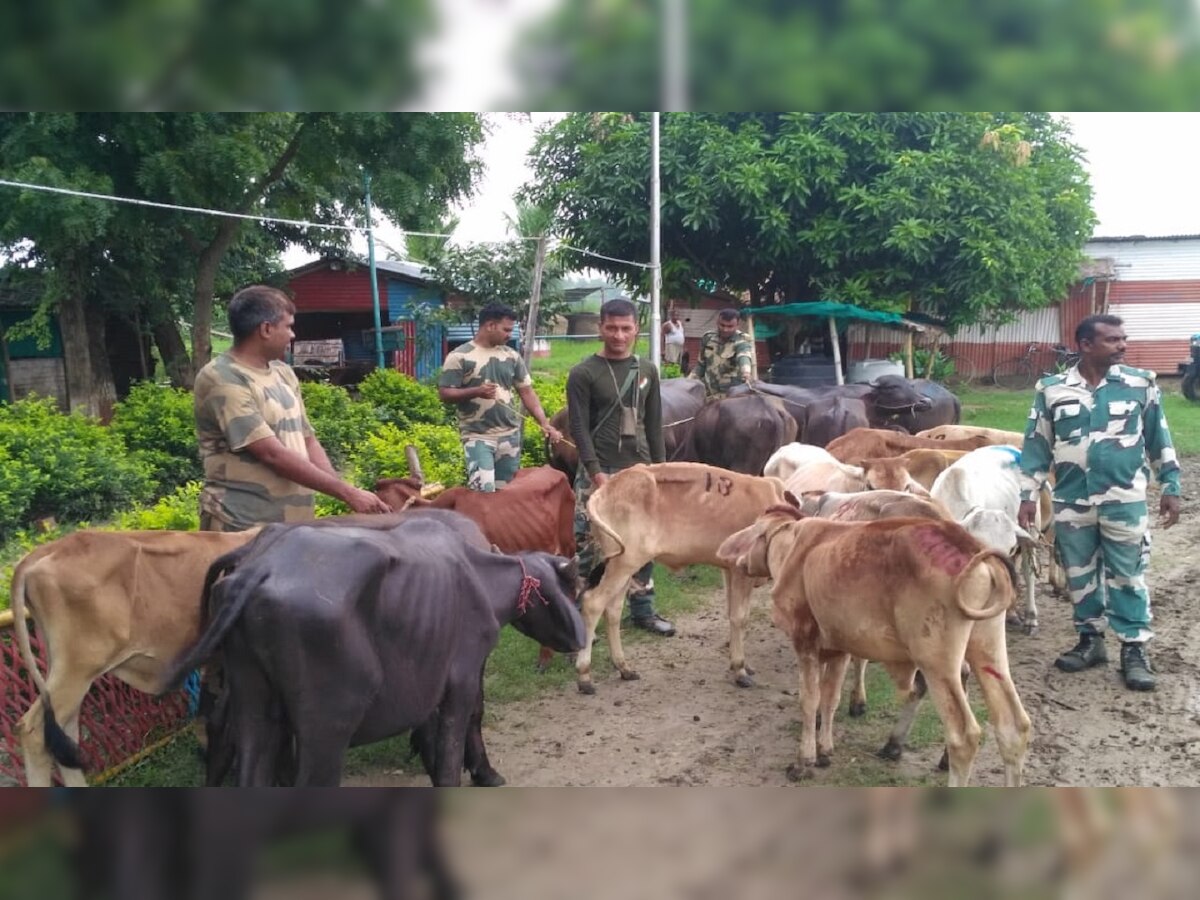 About Dhyan Foundation | Teachings, Karma and Service