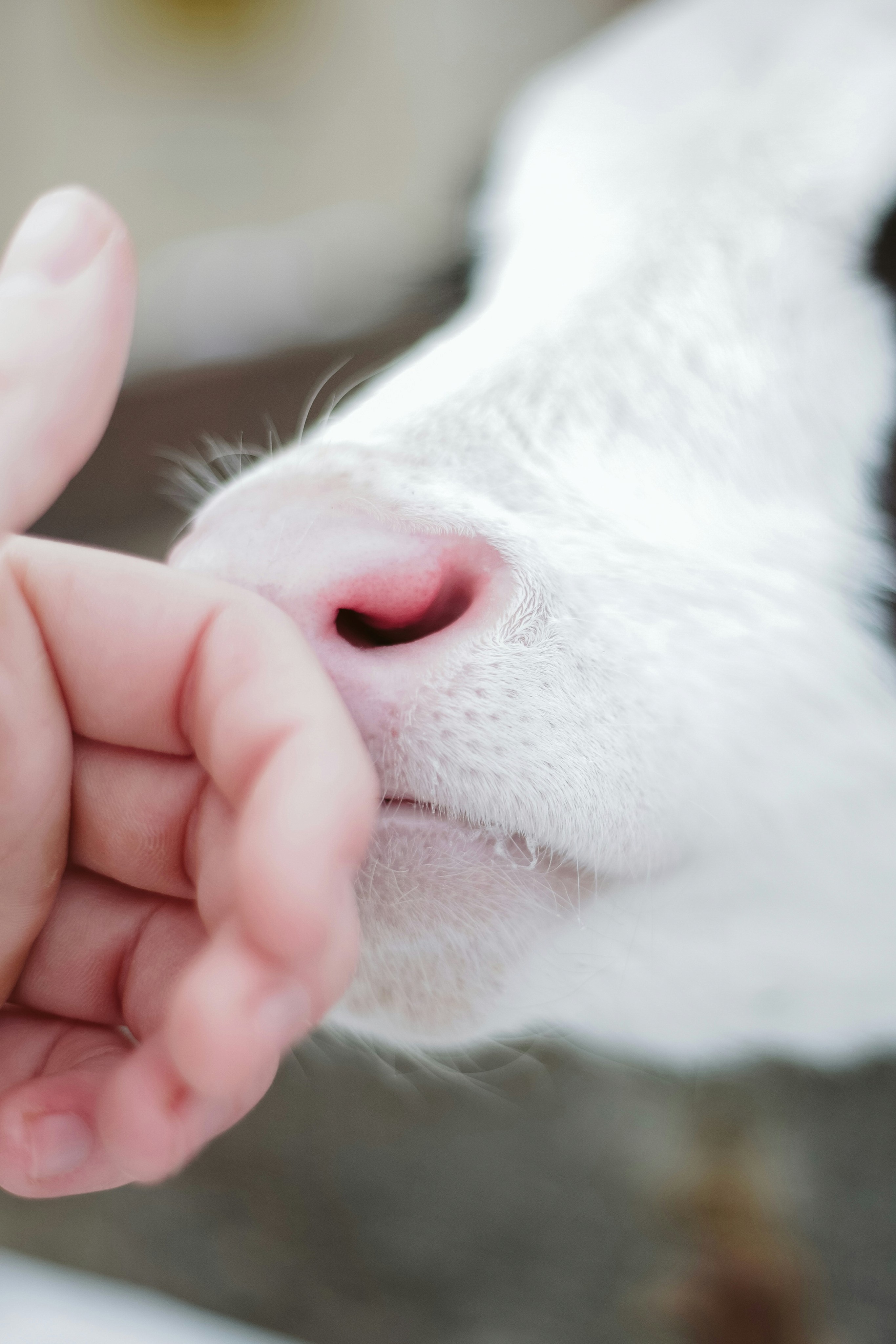 Ciclo estral de la vaca: comprensión y manejo para una reproducción ...