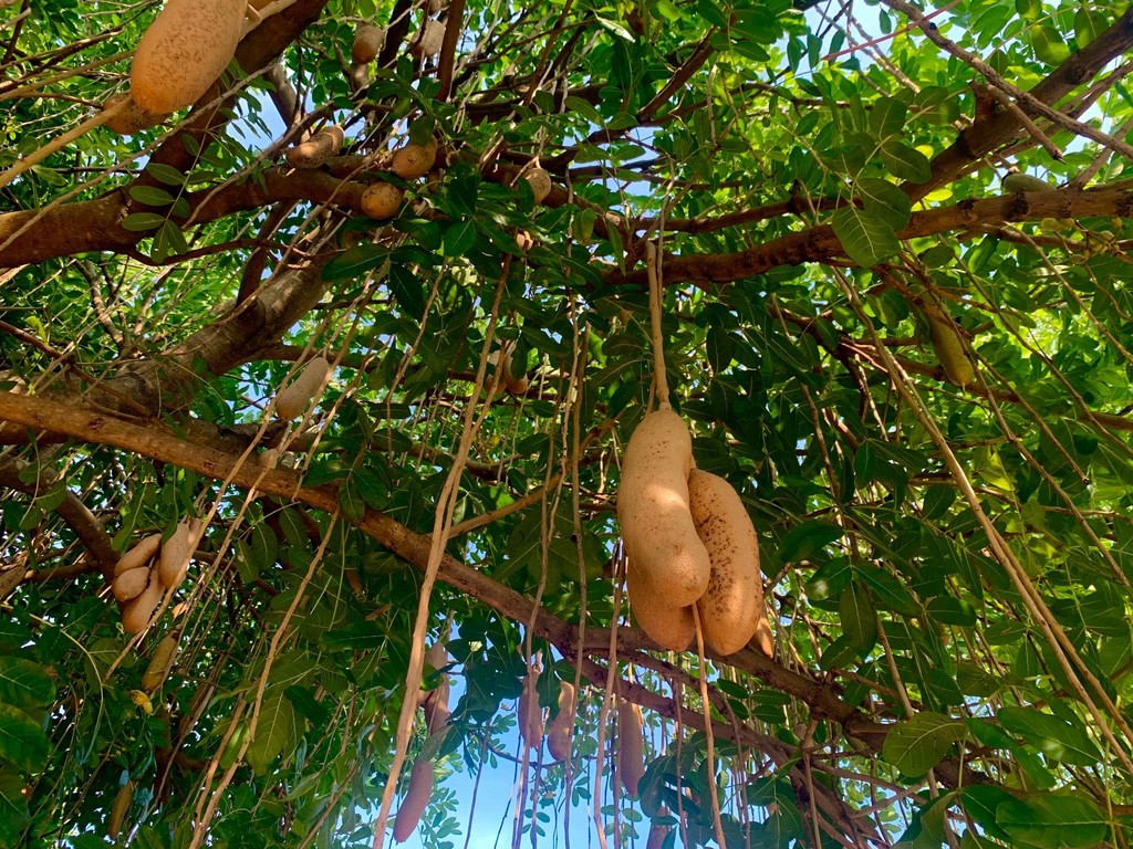 Second Bind - Sausage Tree