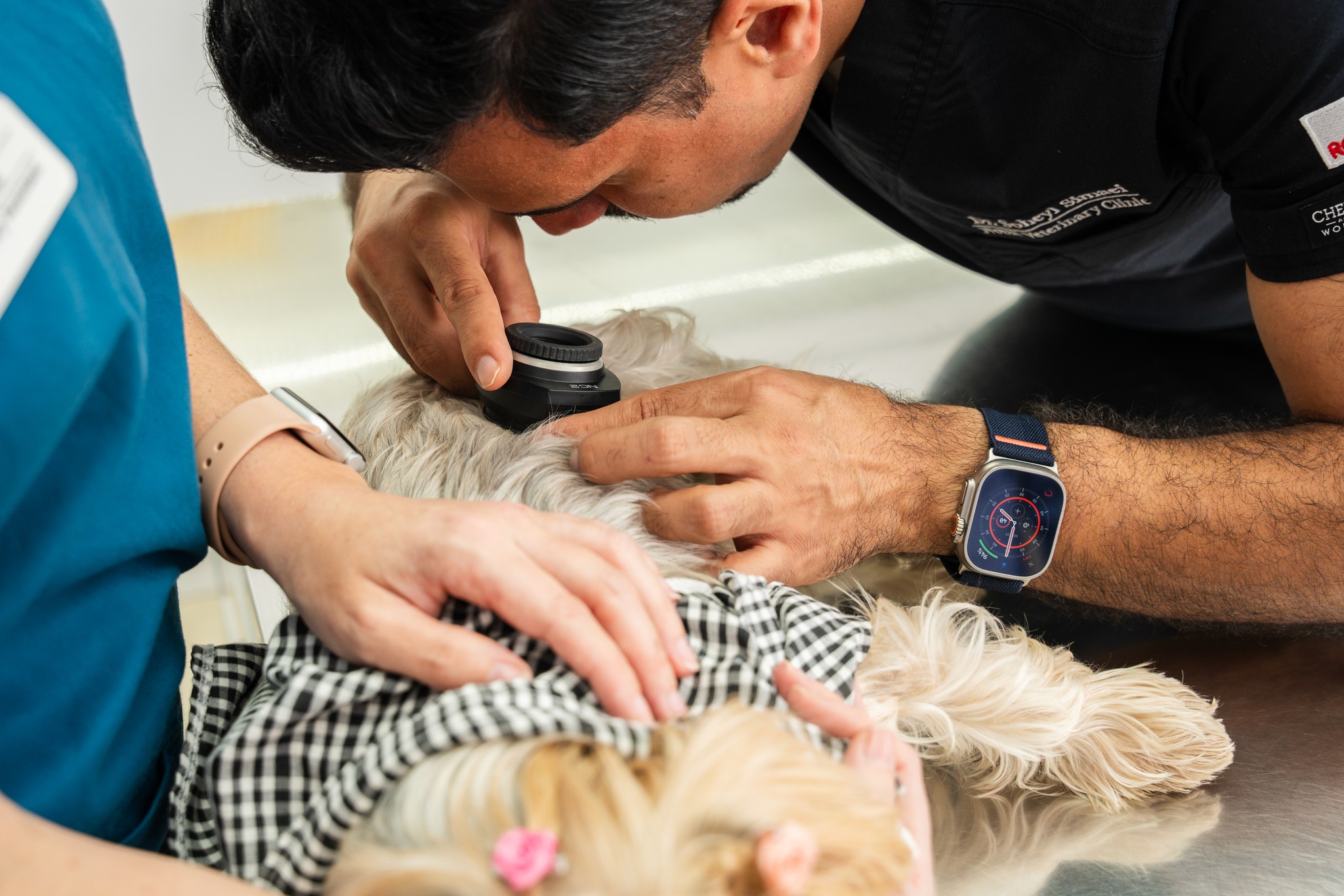 Veterinarians: Meaning, Types, and Specializations