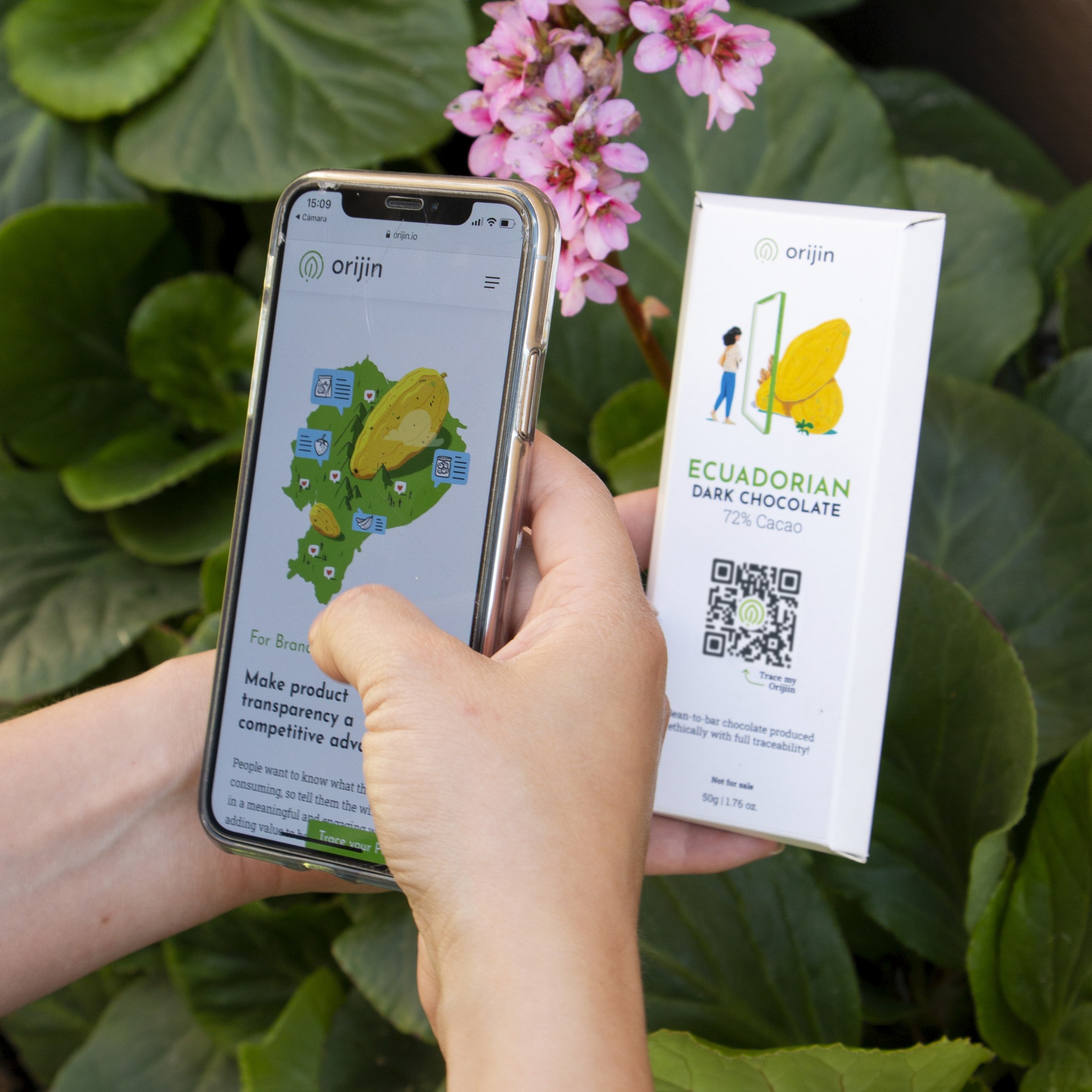 Brainforest - Portfolio