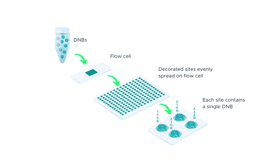 DNBSEQ Technology | MGI-tech | Leading Life Science Innovation