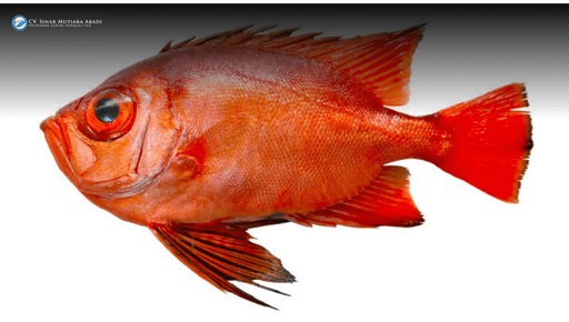 Surimi Fish: Types of fish used in the making of surimi - CV. Sinar ...