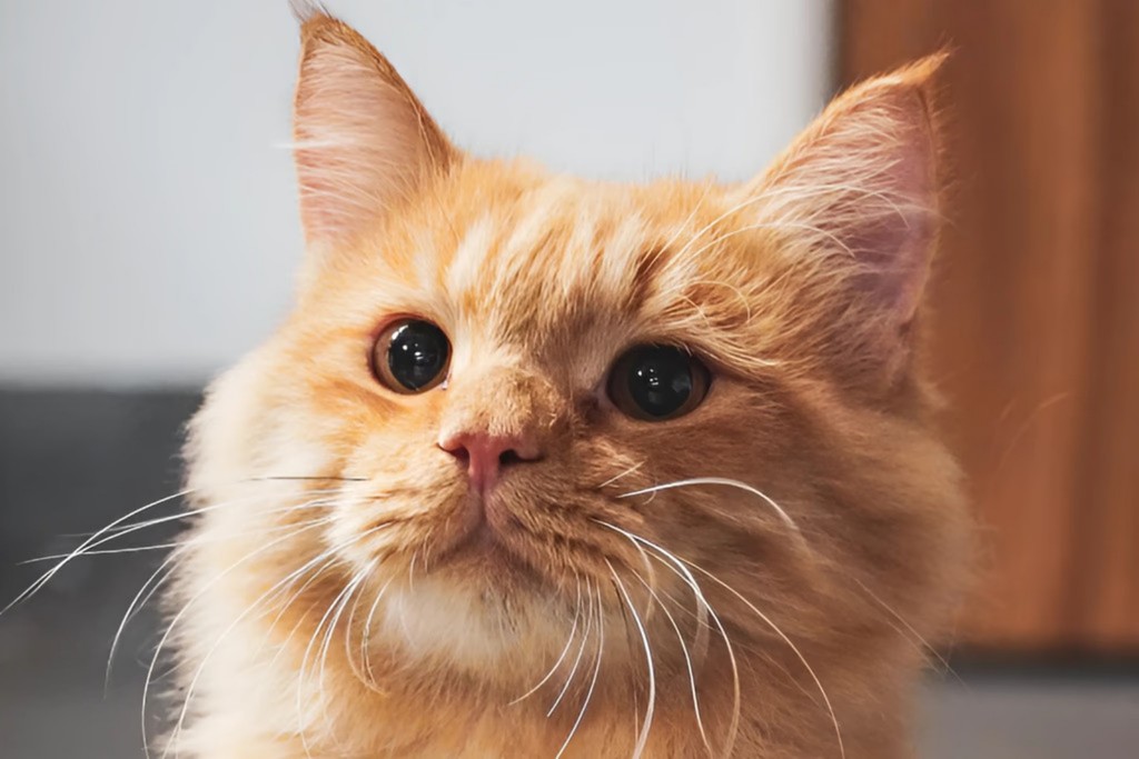 19 Animal Shelters in Dubai and the UAE to Adopt a Pet Today!