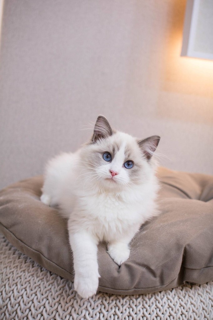 Ragdoll Cat: The Blue-Eyed Beauty