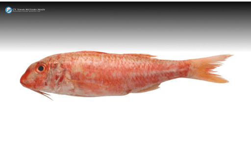 Surimi Fish: Types of fish used in the making of surimi - CV. Sinar ...