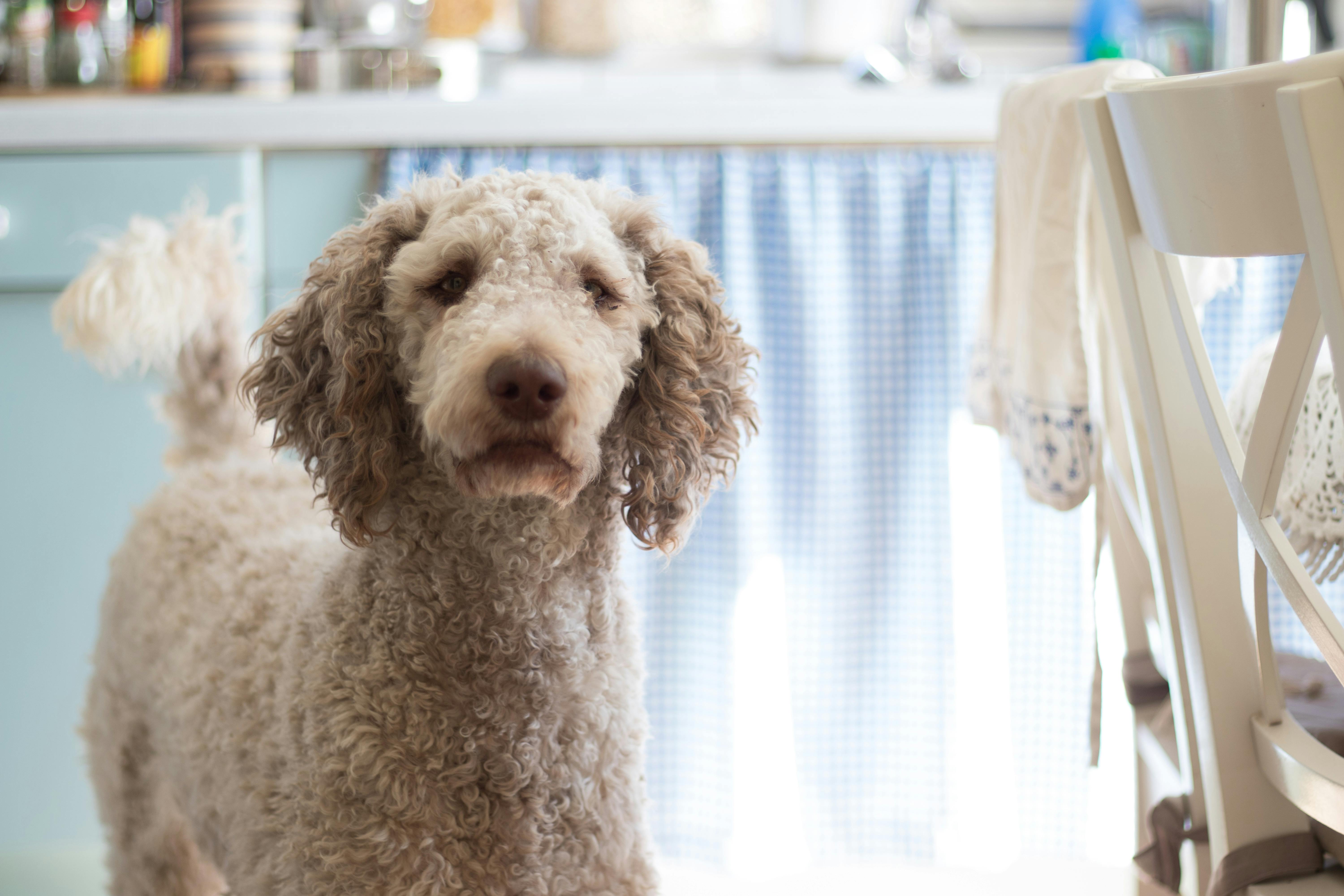 Poodle: A Guide to This Intelligent and Classy Breed
