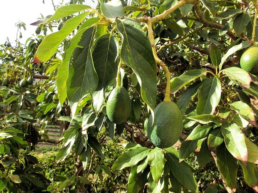 Second Bind - Brazil Nut Tree