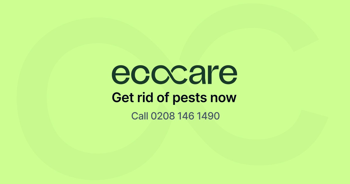 How to Identify and Get Rid of Beetles - EcoCare
