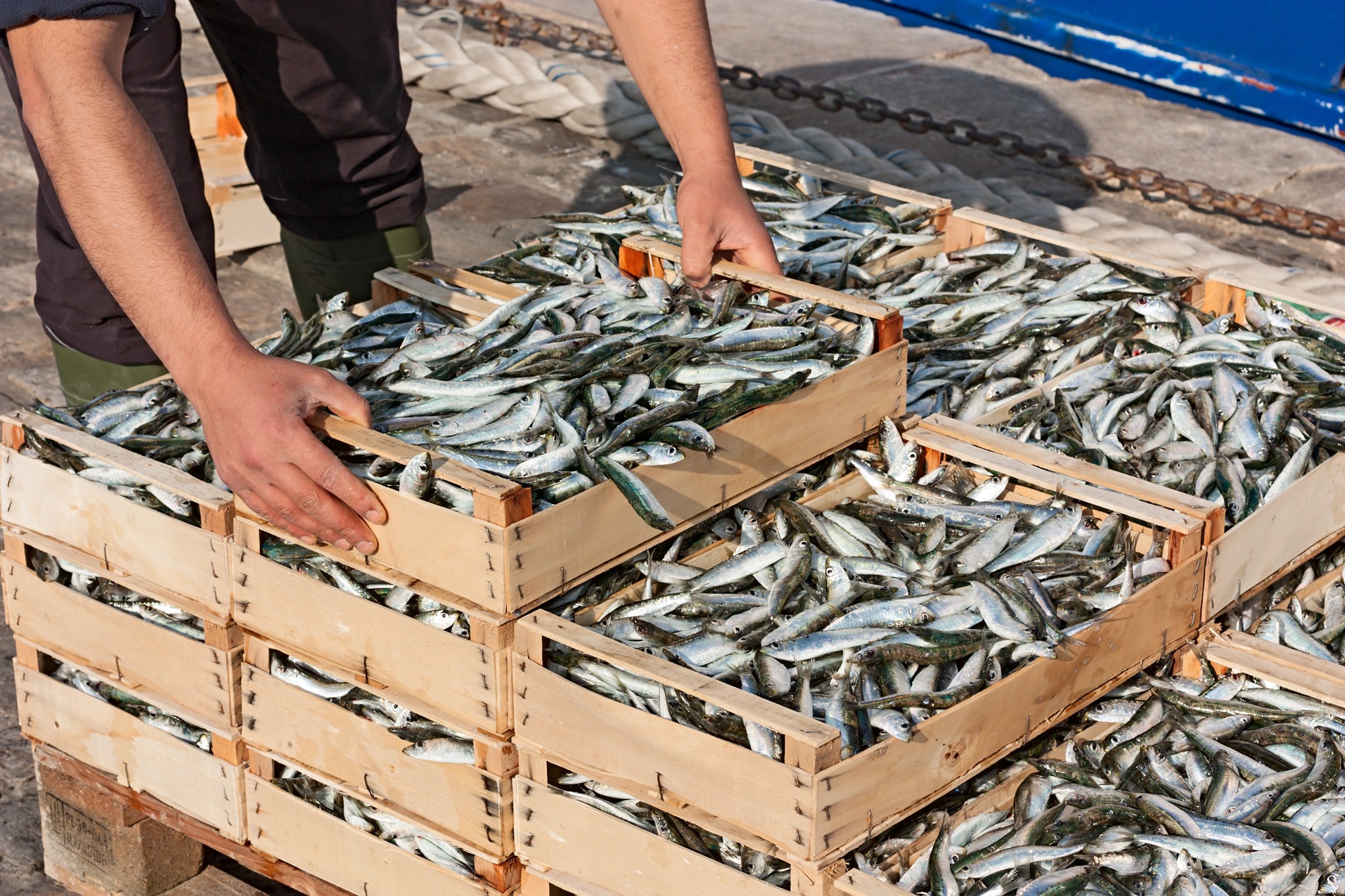 Woolworths and Sourcemap Partner to Trace the Seafood Supply Chain
