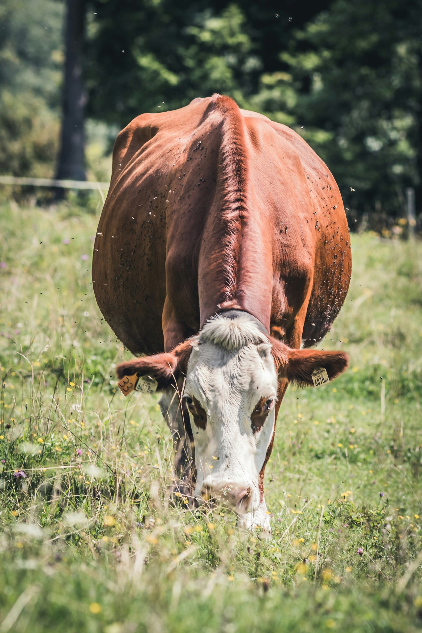 Verrugas en las vacas: causas, síntomas y tratamientos - High ...