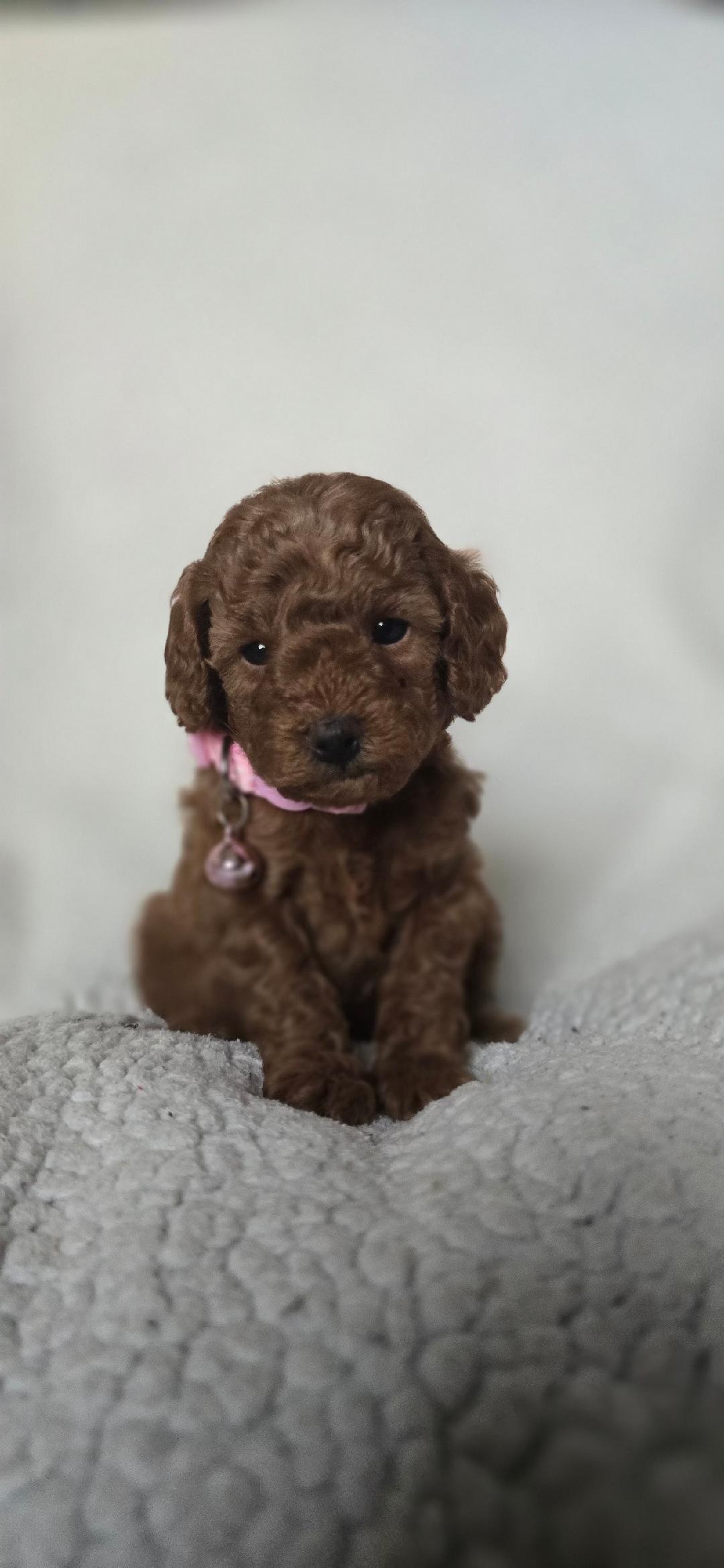 Meet AKC Female Red Miniature Poodle | Mini | Red Door Poodles | AKC ...
