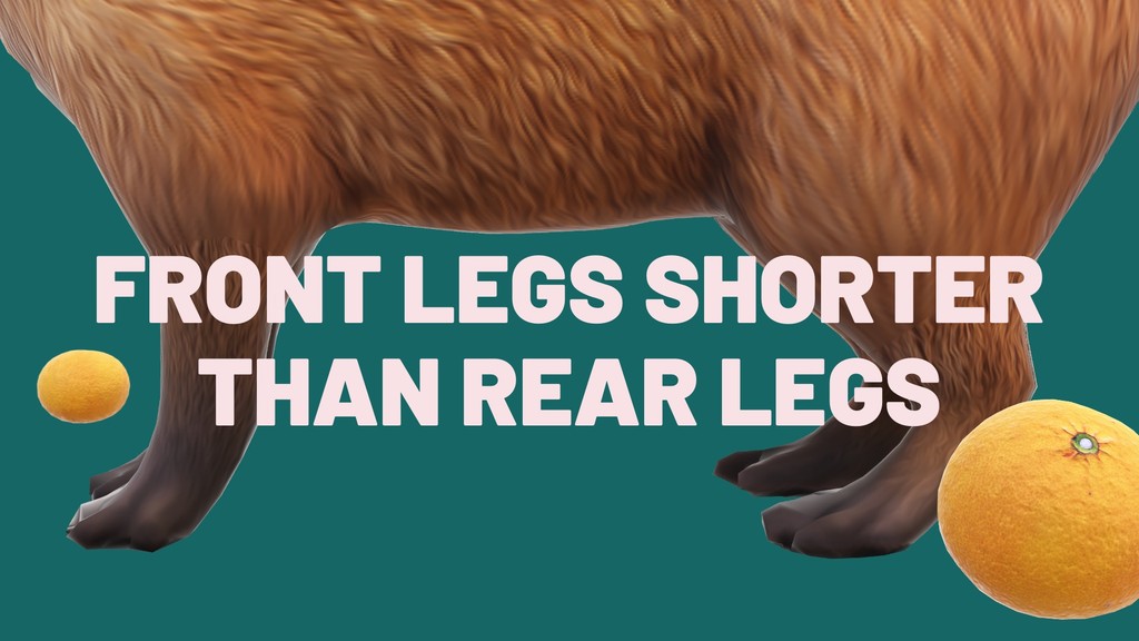 Capybara Anatomy Template - D Story