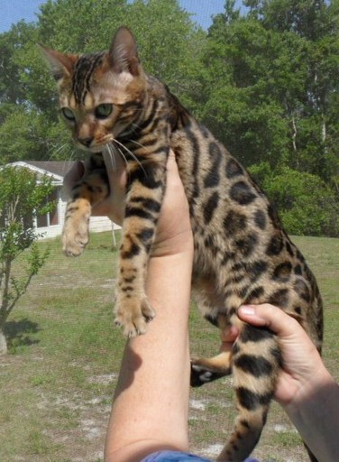Imaginique Bengals