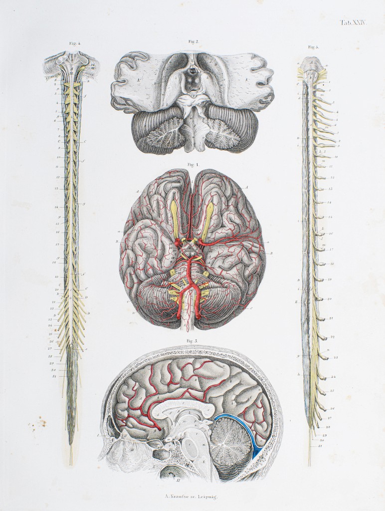 Ventriculoperitoneal Shunt Insertion | Auckland Neurosurgery Group