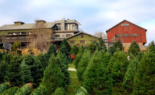 Discover the Magic: Top 6 Christmas Tree Farms in Central Indiana - Get ...