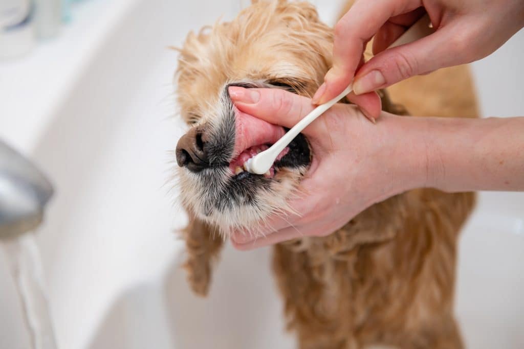 7 Dog Grooming Tips to Keep Them Looking & Feeling Good