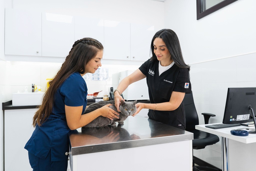 Can Cats Eat Blueberries? A Vet’s Guide to Feline-Friendly Fruits