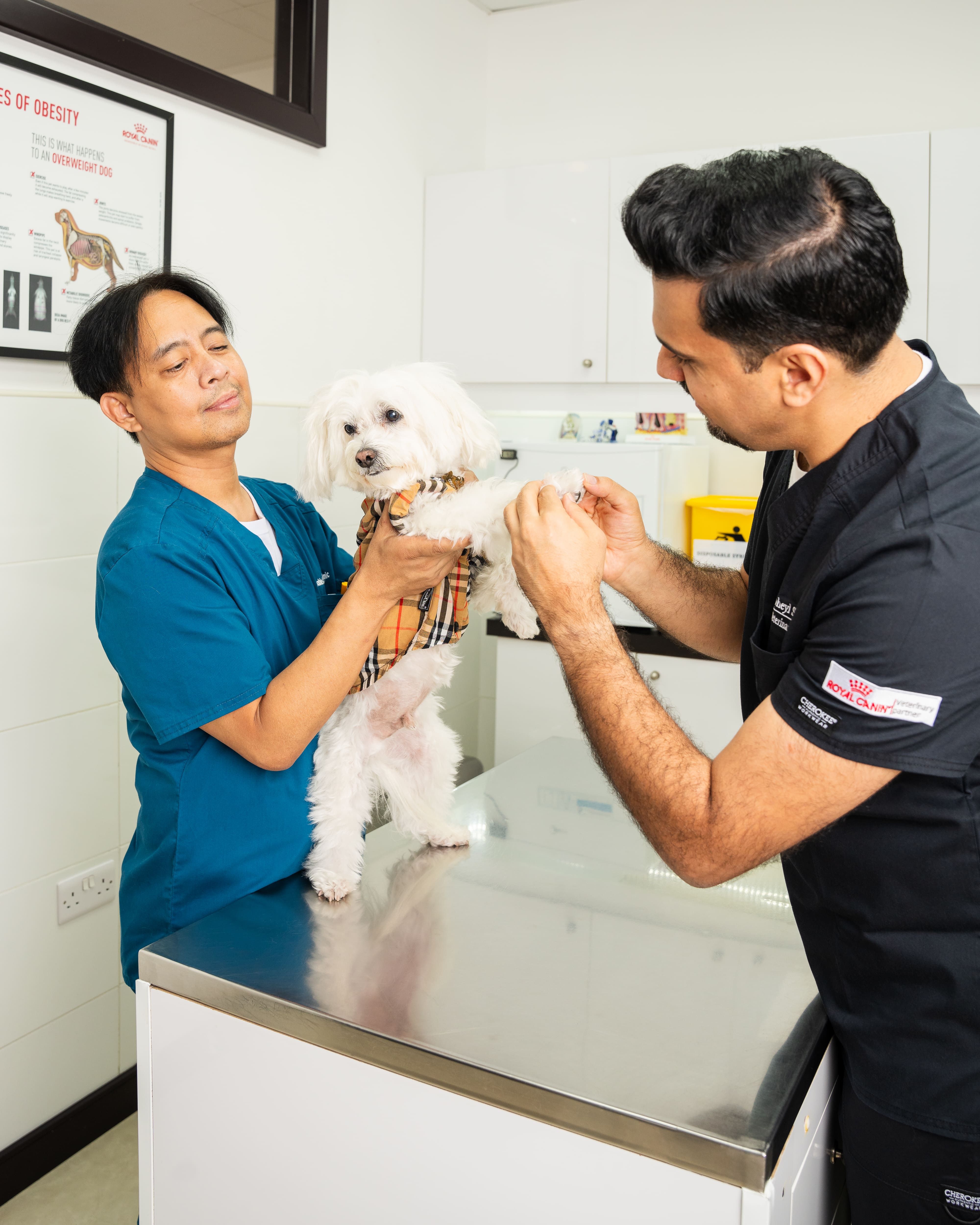 Rabies in Dogs: Causes, Symptoms, Treatment & Prevention