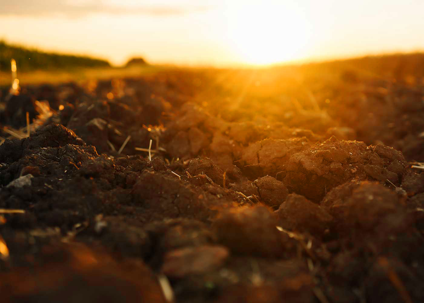 The Earth Rover Program