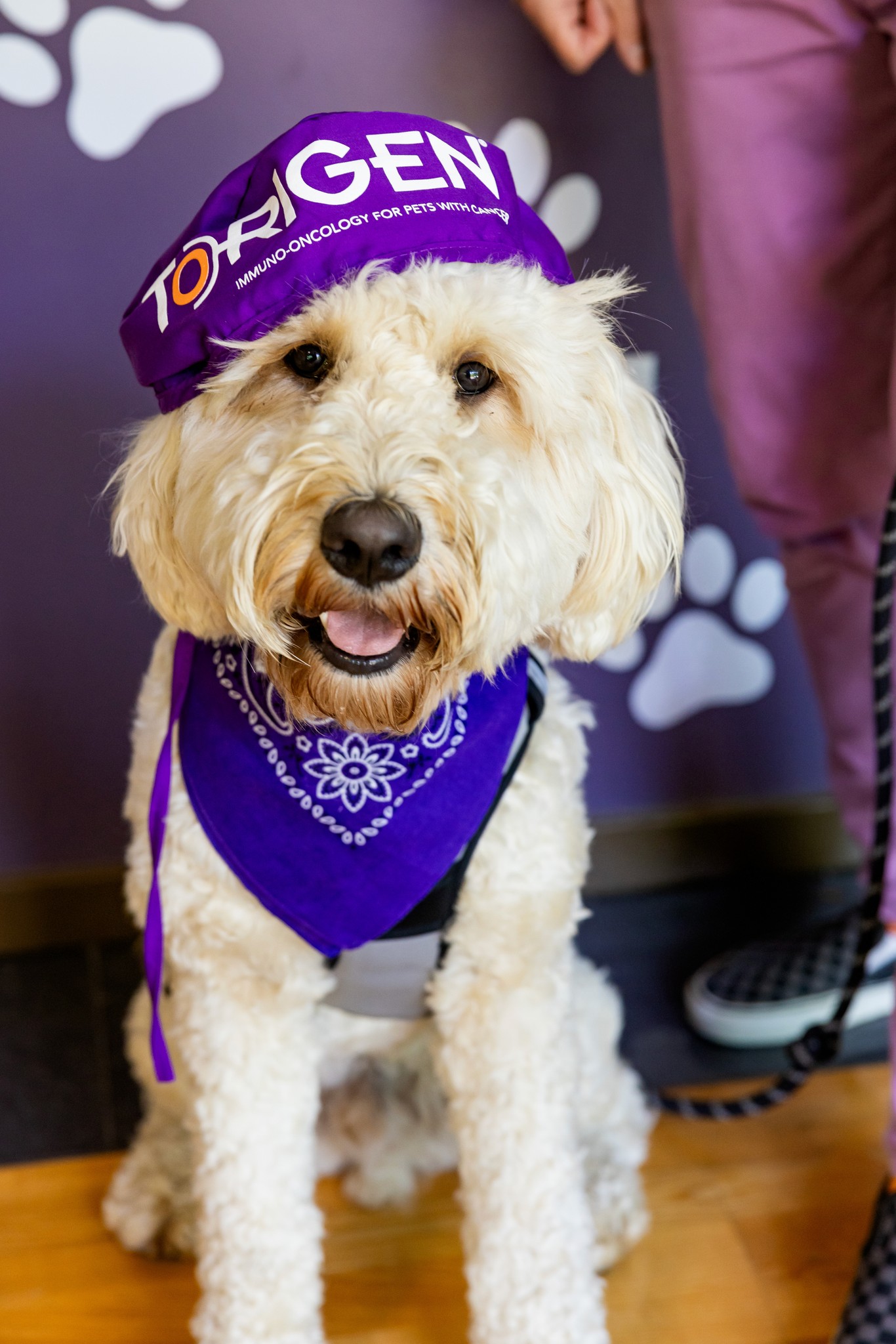 Torigen Pharmaceuticals | Veterinary Cancer Treatment