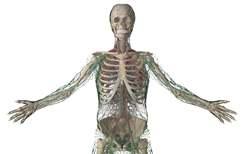 3D Anatomy Table and Digital Dissection Tables for Medical Virtual ...