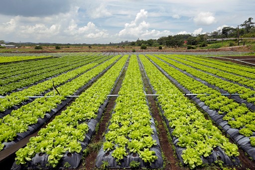 GreenTech Solutions – Revolutionizing Agriculture: Sustainable Farming ...