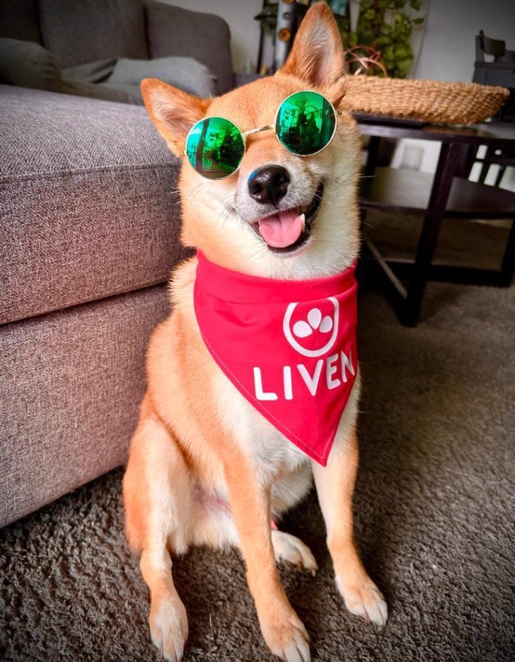 About Liven - Find Out More Here | Liven Group