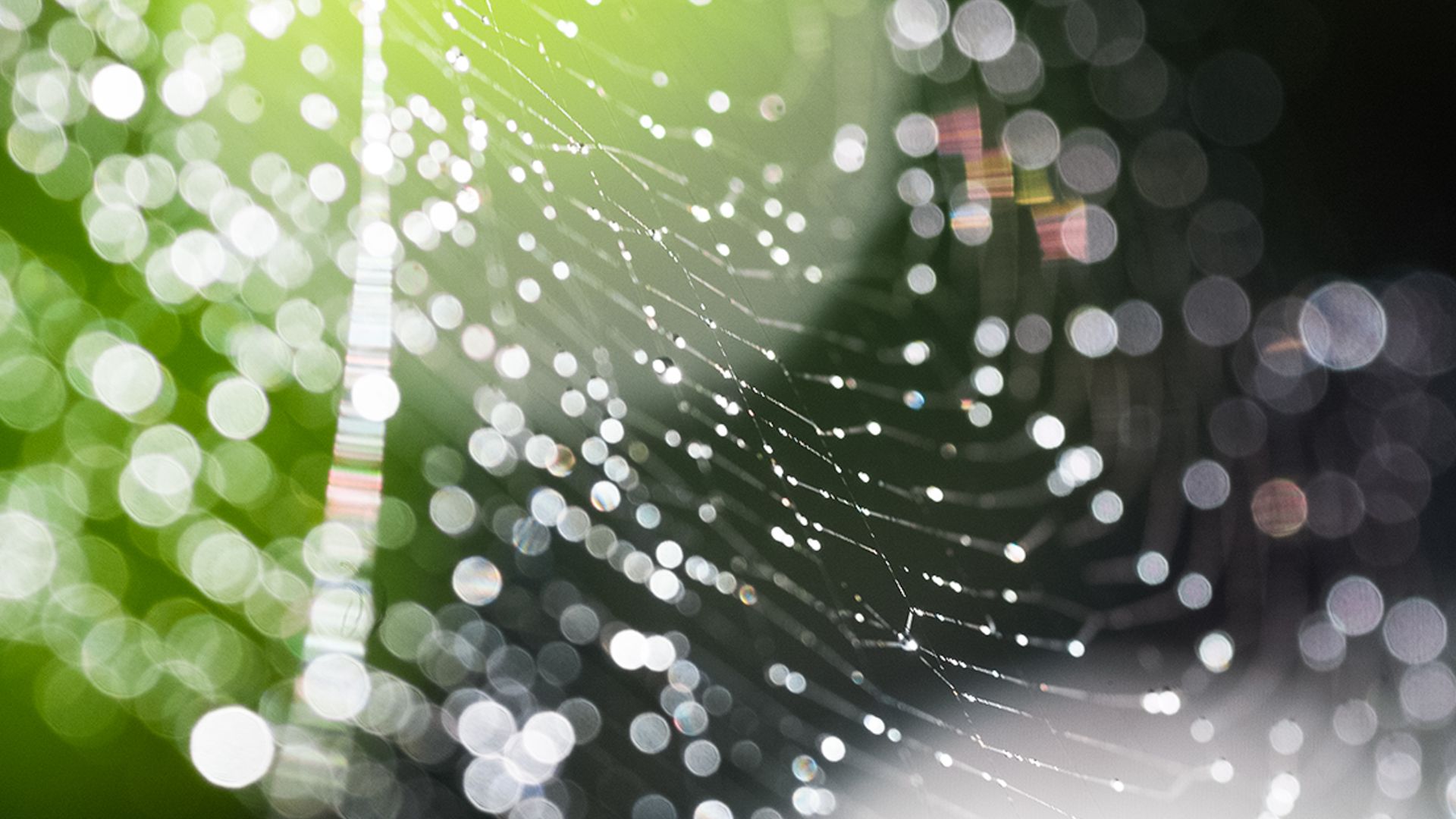 Spider Silk is Woven Into the Future of Sustainability