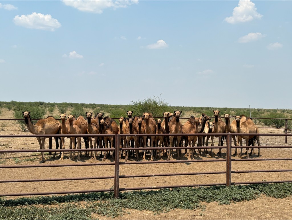 Camel Export Australia - Free Ranged Halal Camel Meat