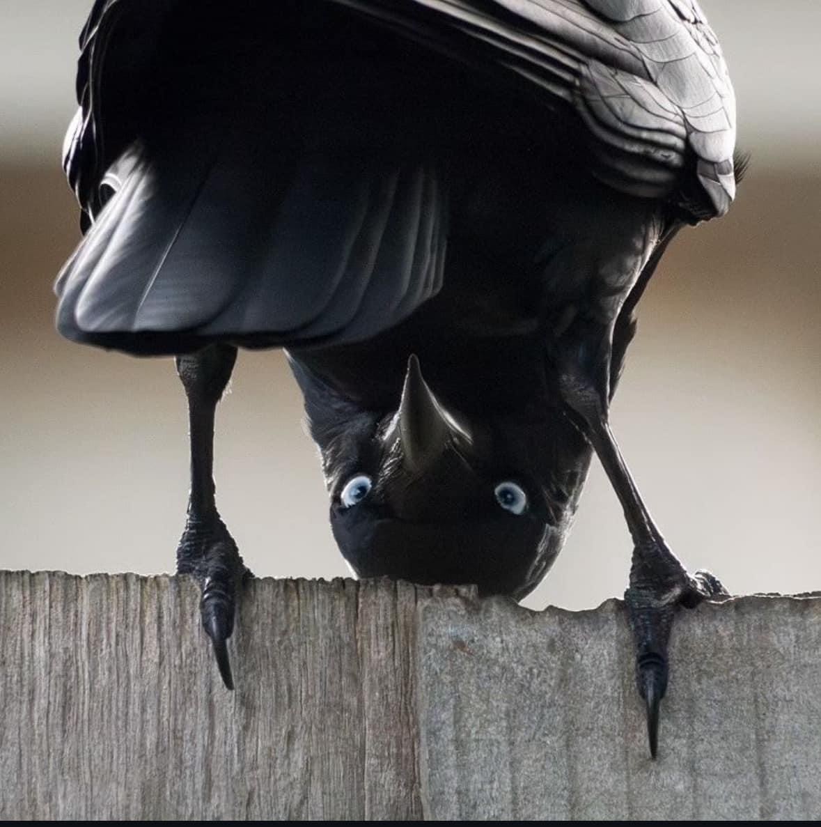 Universe 25: Mouse utopia, social collapse, real lessons ...