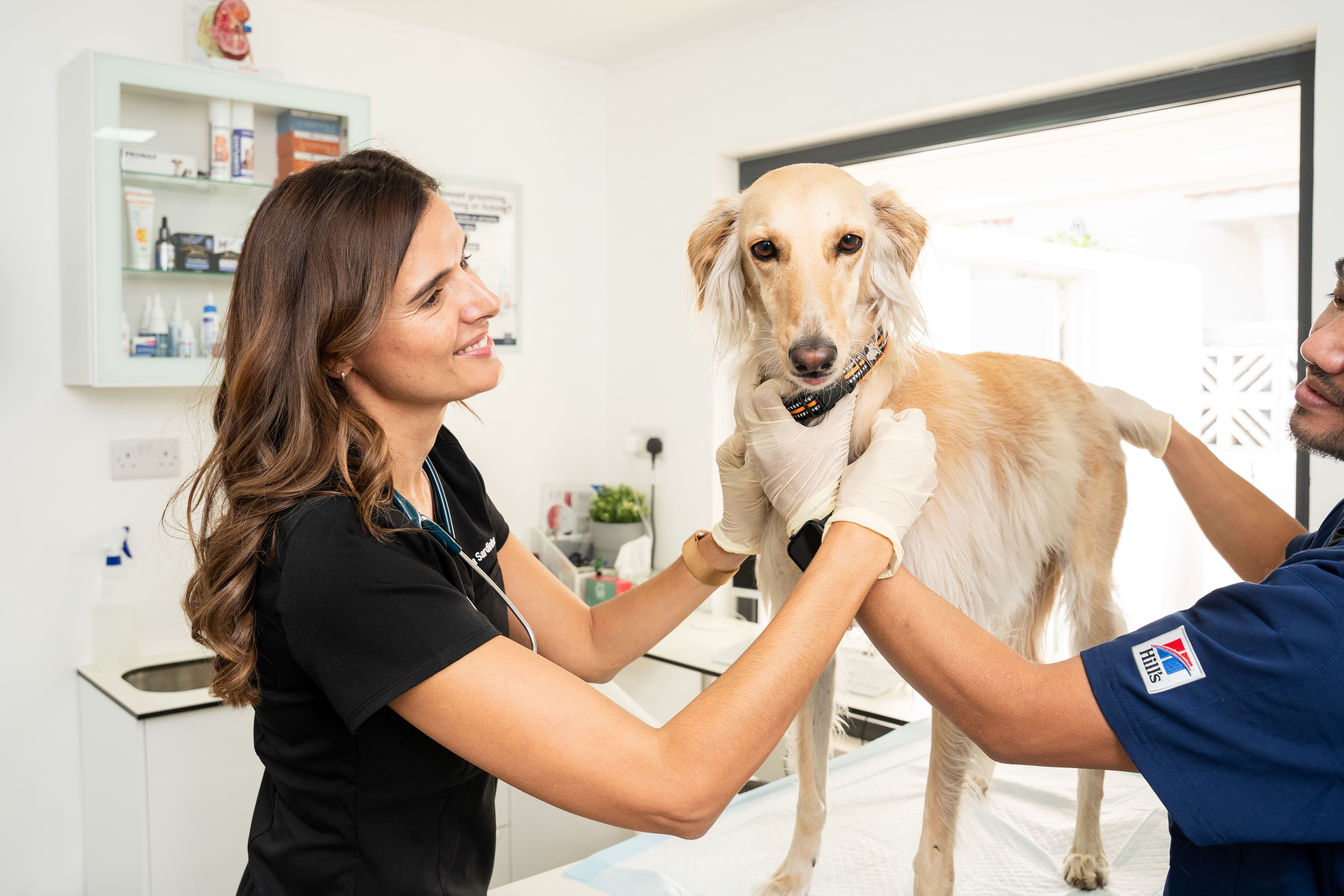 Tracheal Collapse in Dogs: A Detailed Guide