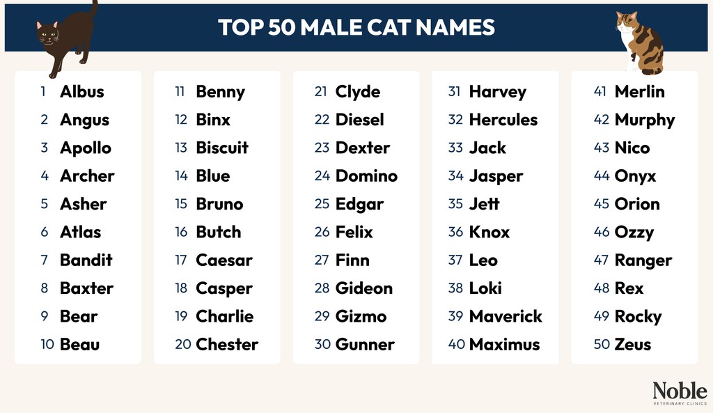 300 Best Cat Names: Choose the Perfect One for Your Pet!