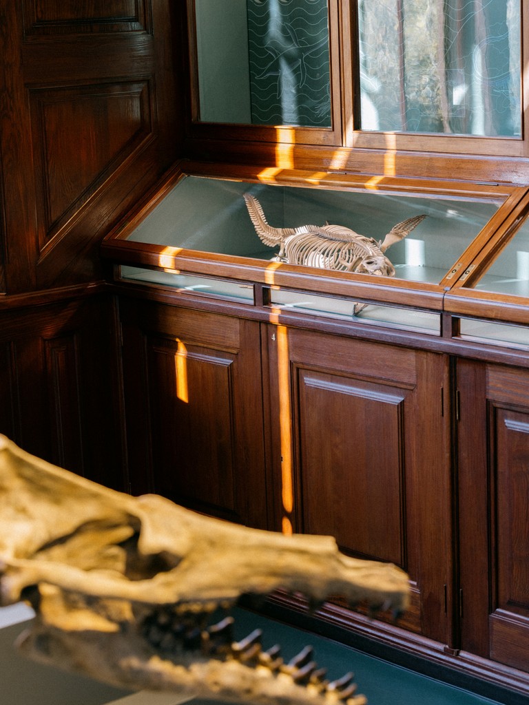 The Natural History Museum, design by Bleed