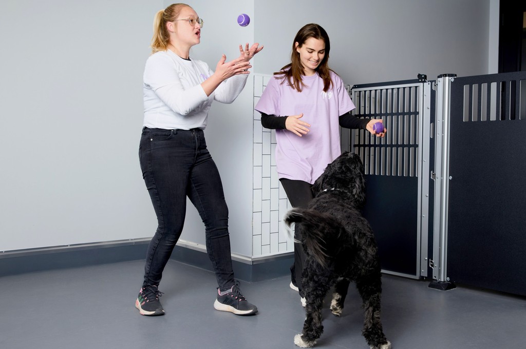 Molly's Dog Care | Daycare, Boarding, Grooming, Training