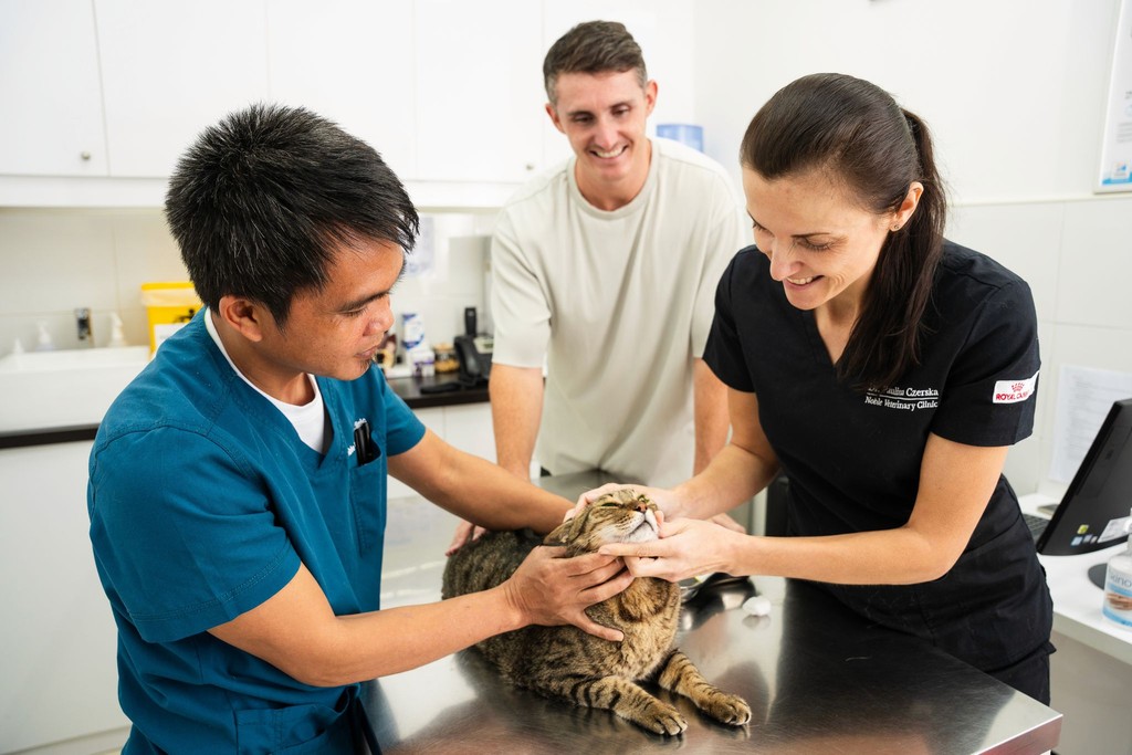 16 Common Cat Skin Problems and How to Spot Them