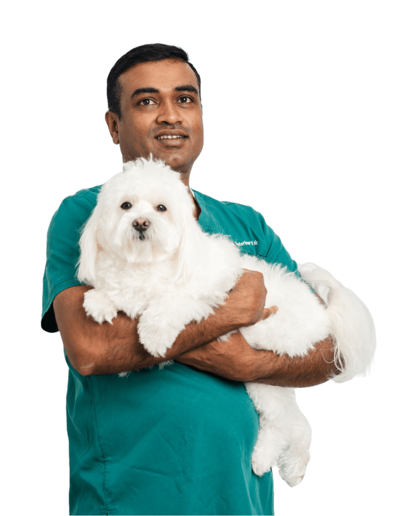 DIP Vet Clinic in Dubai | Emergency Pet Care at Noble Vet DIP